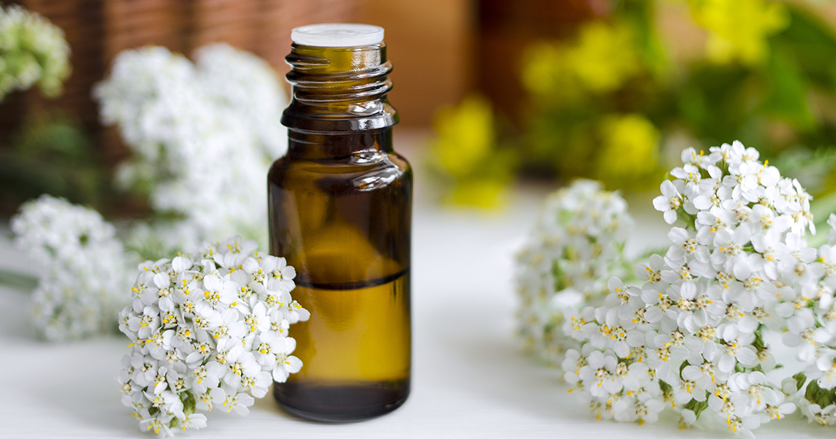 Properties and benefits of Yarrow essential oil – Ecomaat.eu