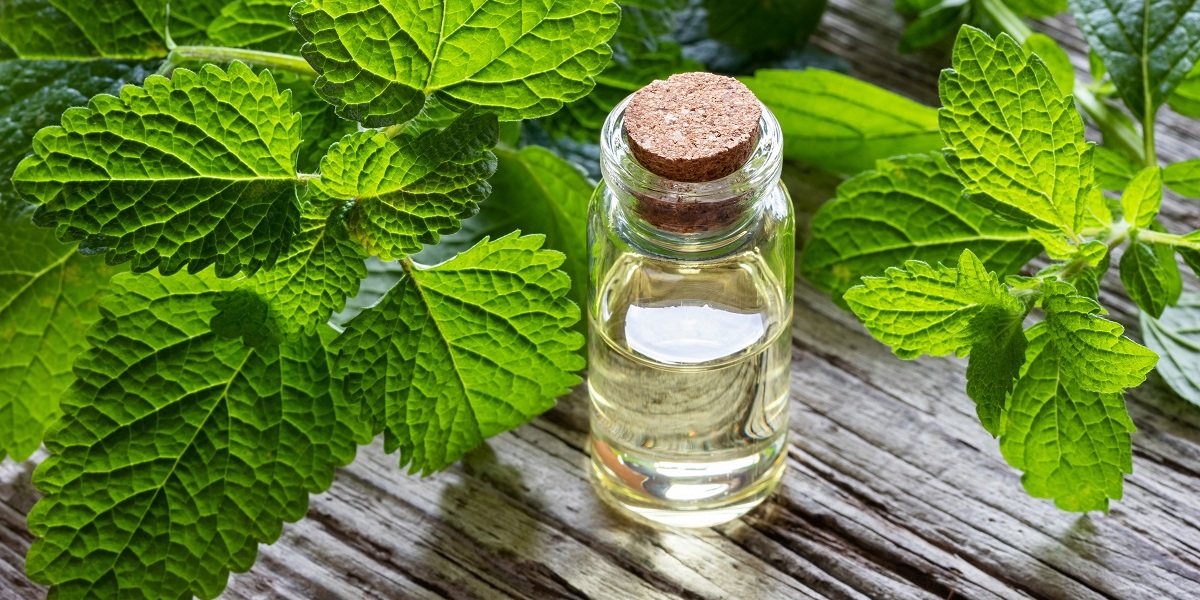 Aromatherapy properties and benefits of Melissa essential oil – Ecomaat.eu